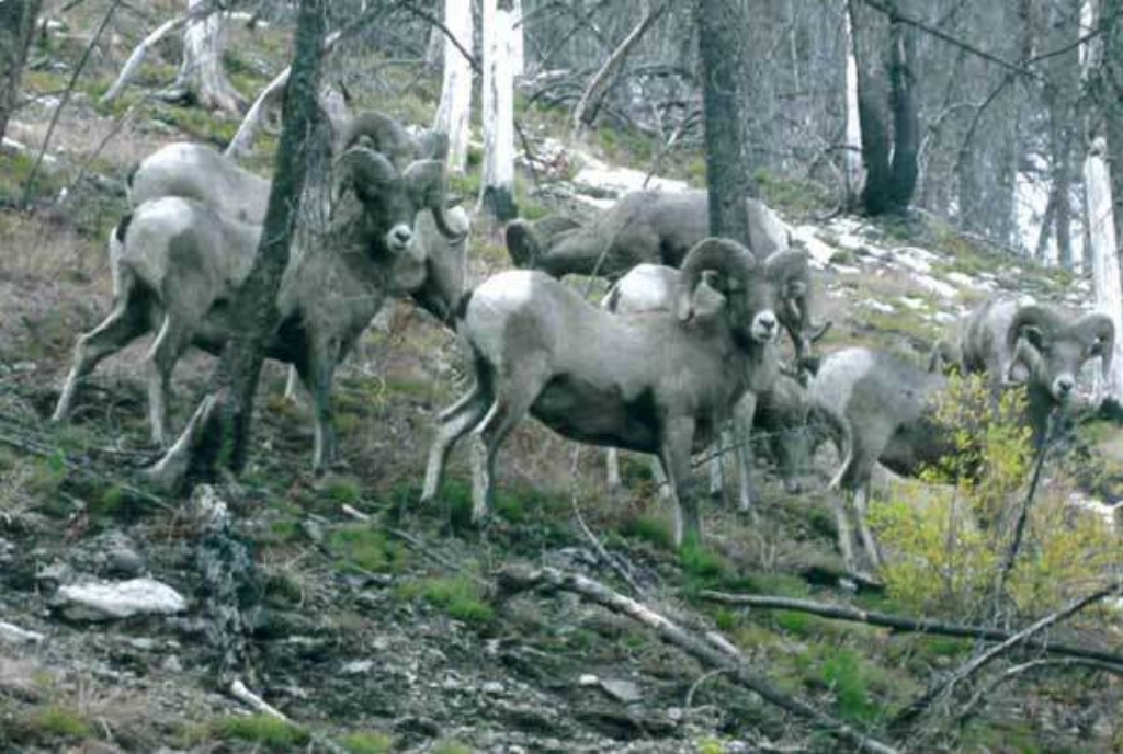 Flying Resort Ranches, Inc (Root Ranch) - Hunting Fishing Big Game ...