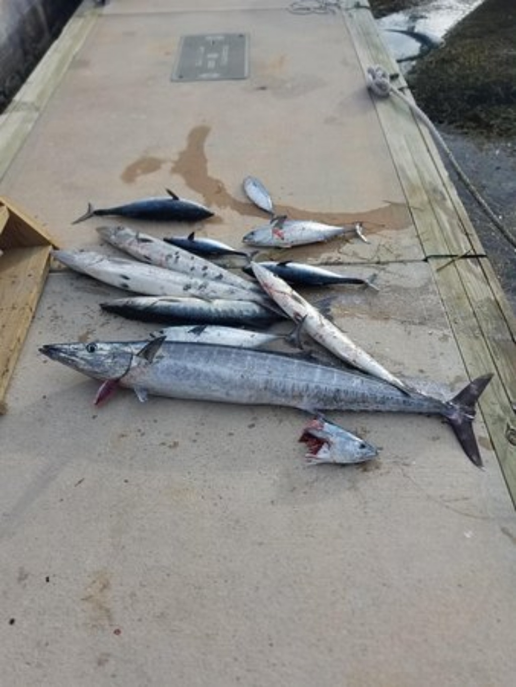 Fins and Sins Sport Fishing Charters - Fishing Saltwater Fishing Blue ...